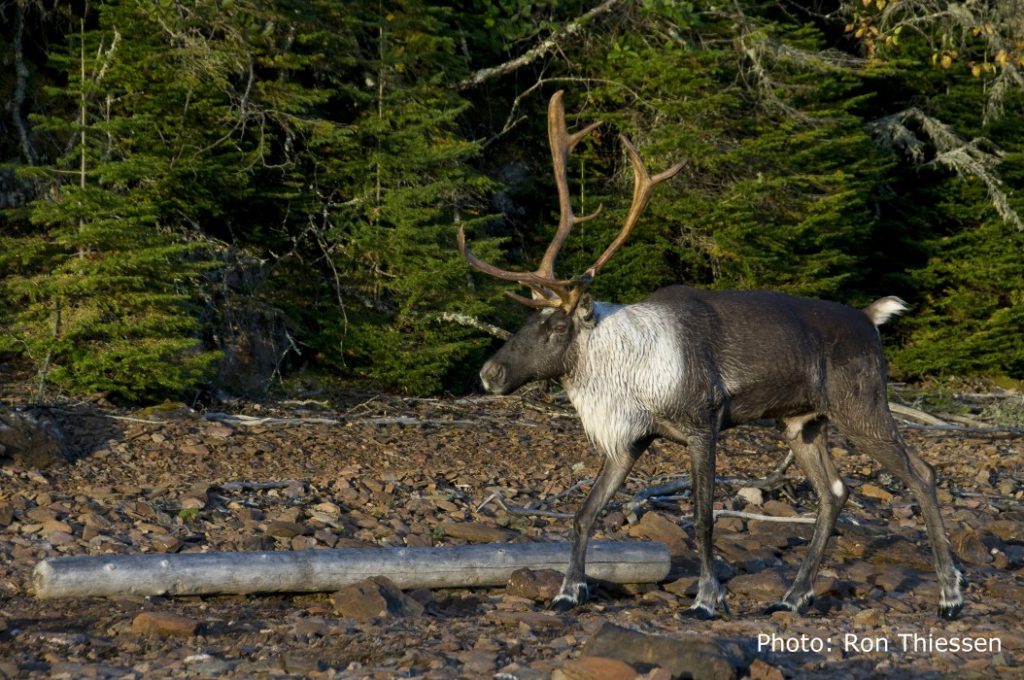 Caribou – CPAWS NWT