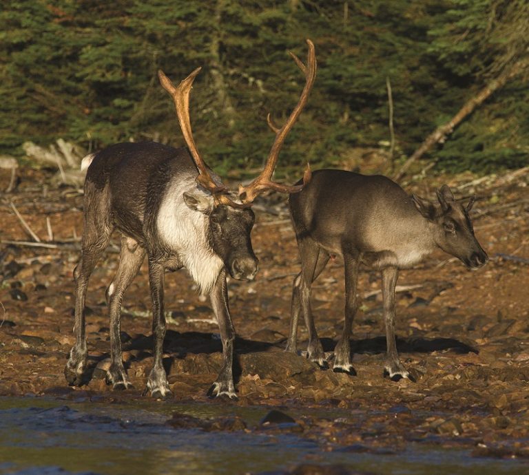 Caribou – CPAWS NWT