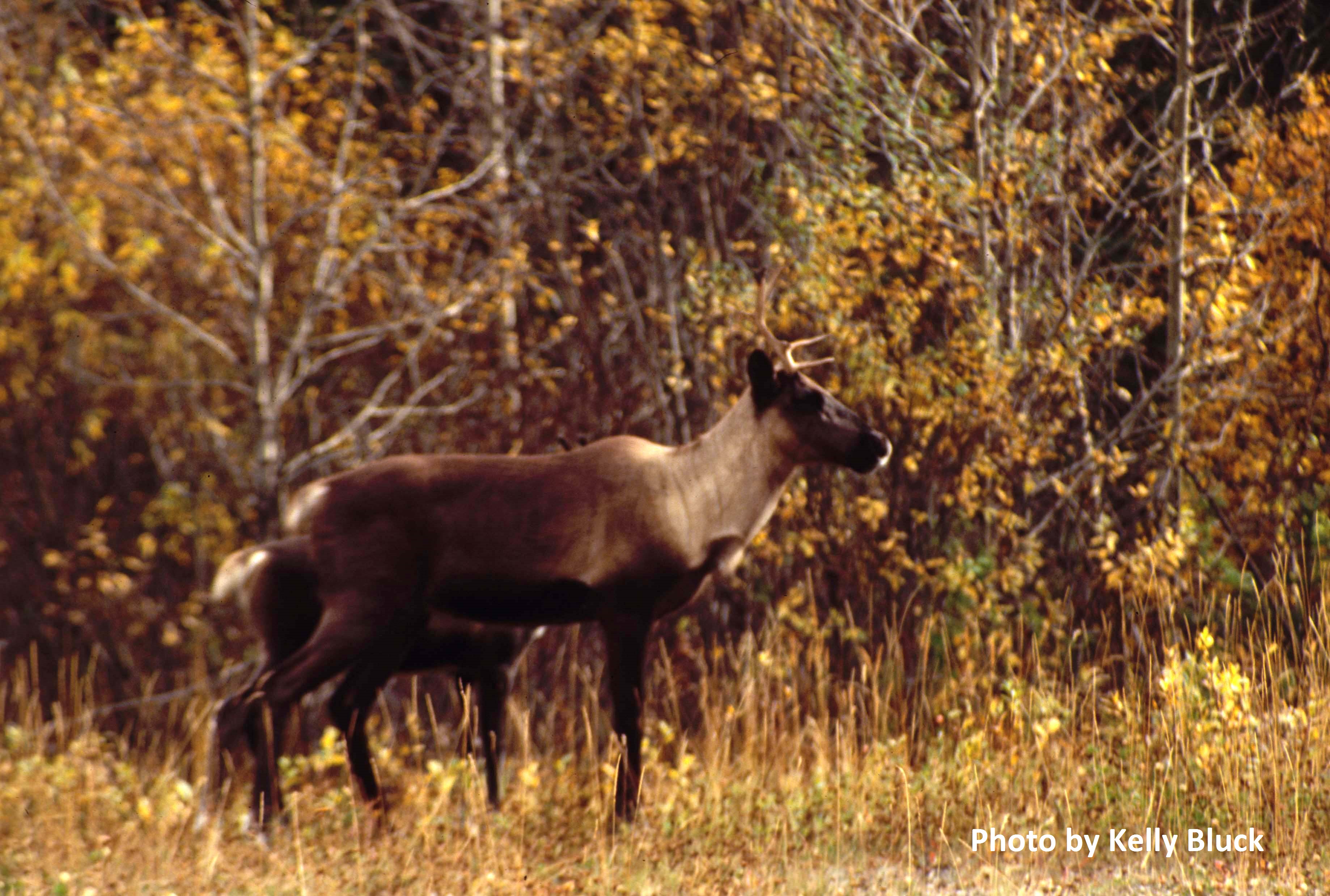 Boreal Caribou – CPAWS NWT